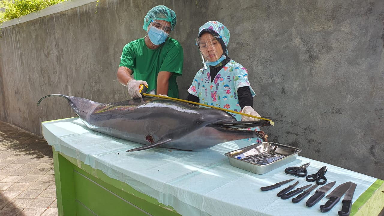 Dwi Suprapti, The Marine Animal Heroine – Climate Heroes