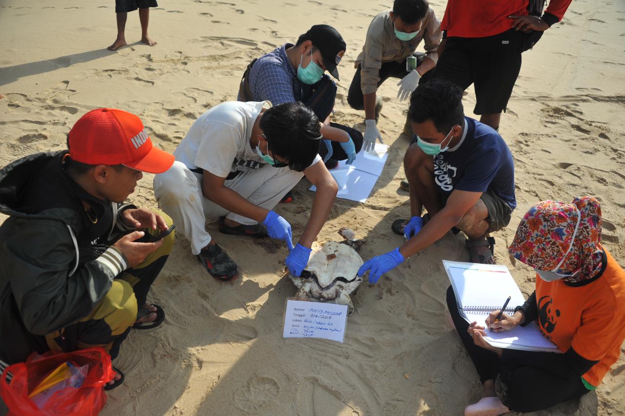 Dwi Suprapti, The Marine Animal Heroine – Climate Heroes